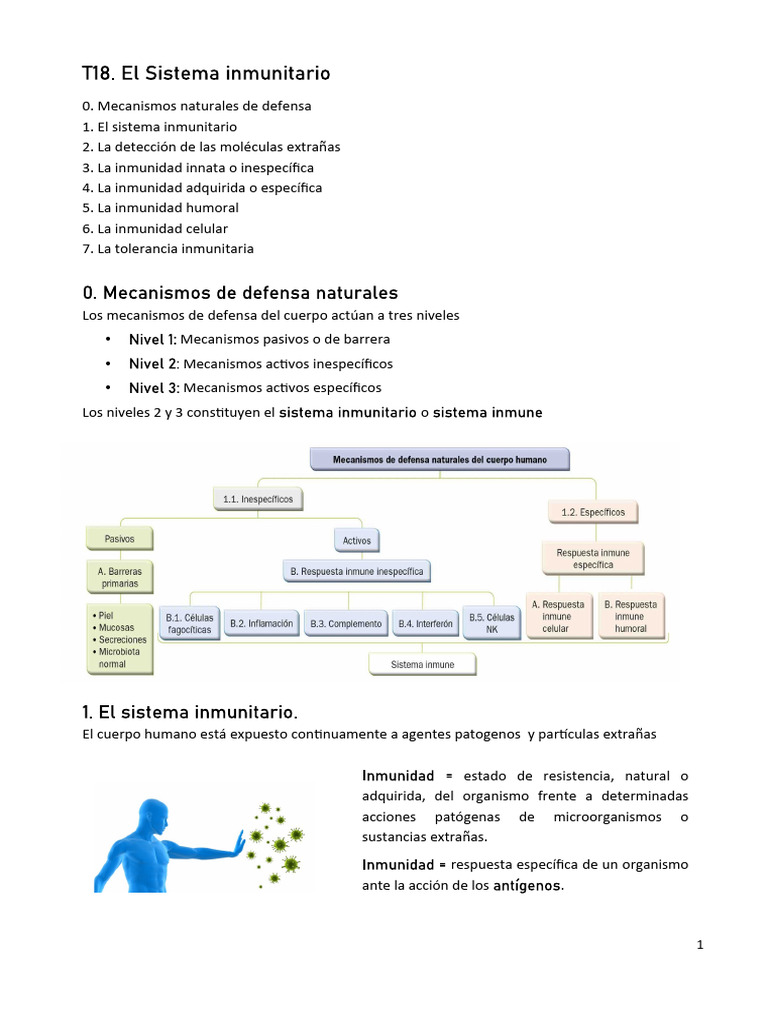 T18 El Sistema Inmunitario | PDF | Linfocitos | Sistema inmune
