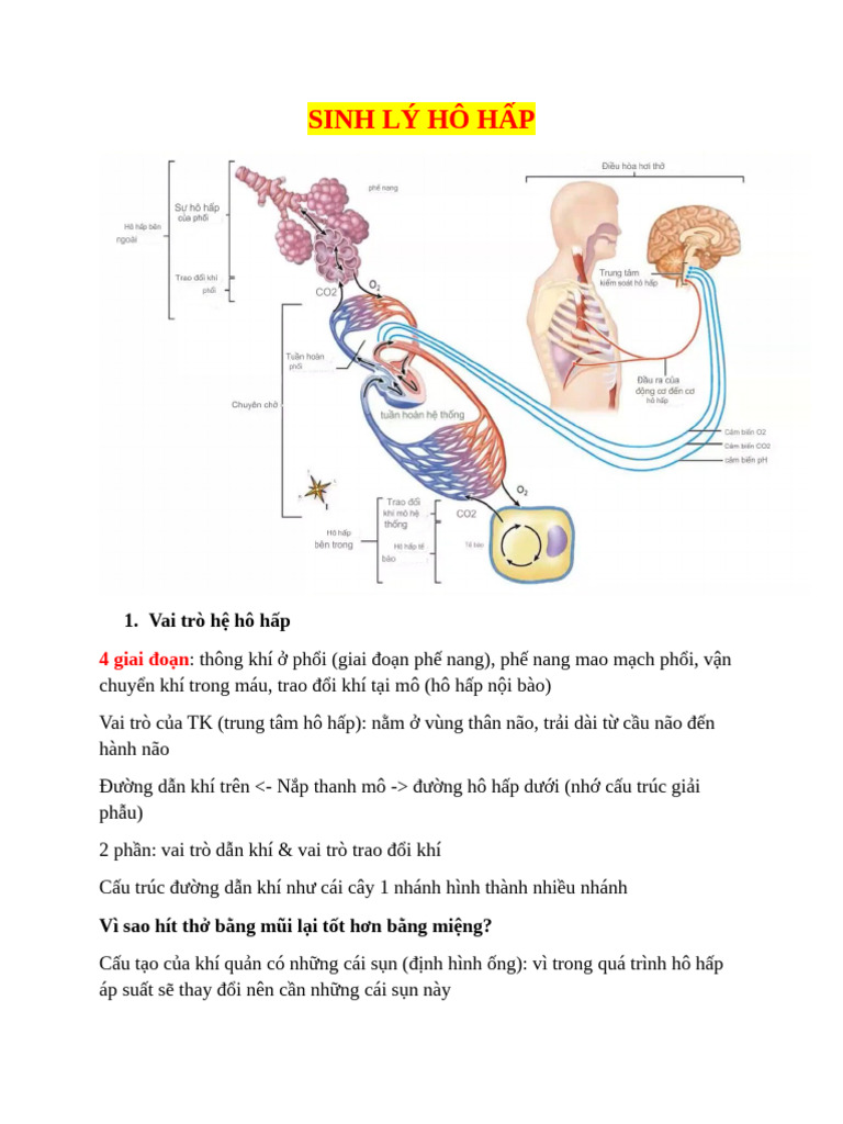 6. HÔ HẤP | PDF