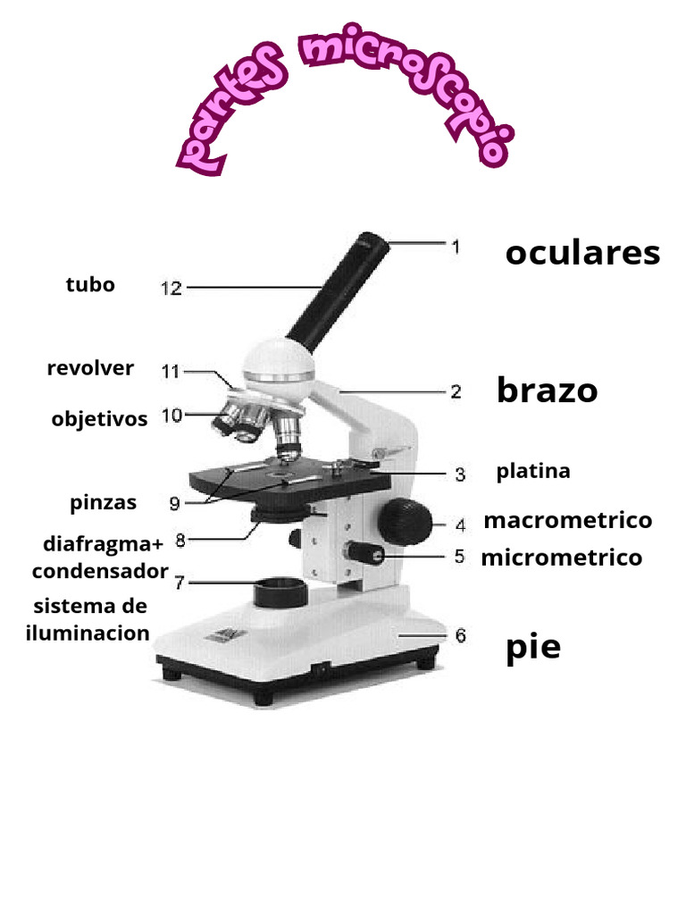 Partes y funciones del microscopio | PDF
