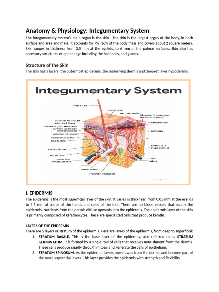 Integumentary System Overview | PDF | Epidermis | Skin