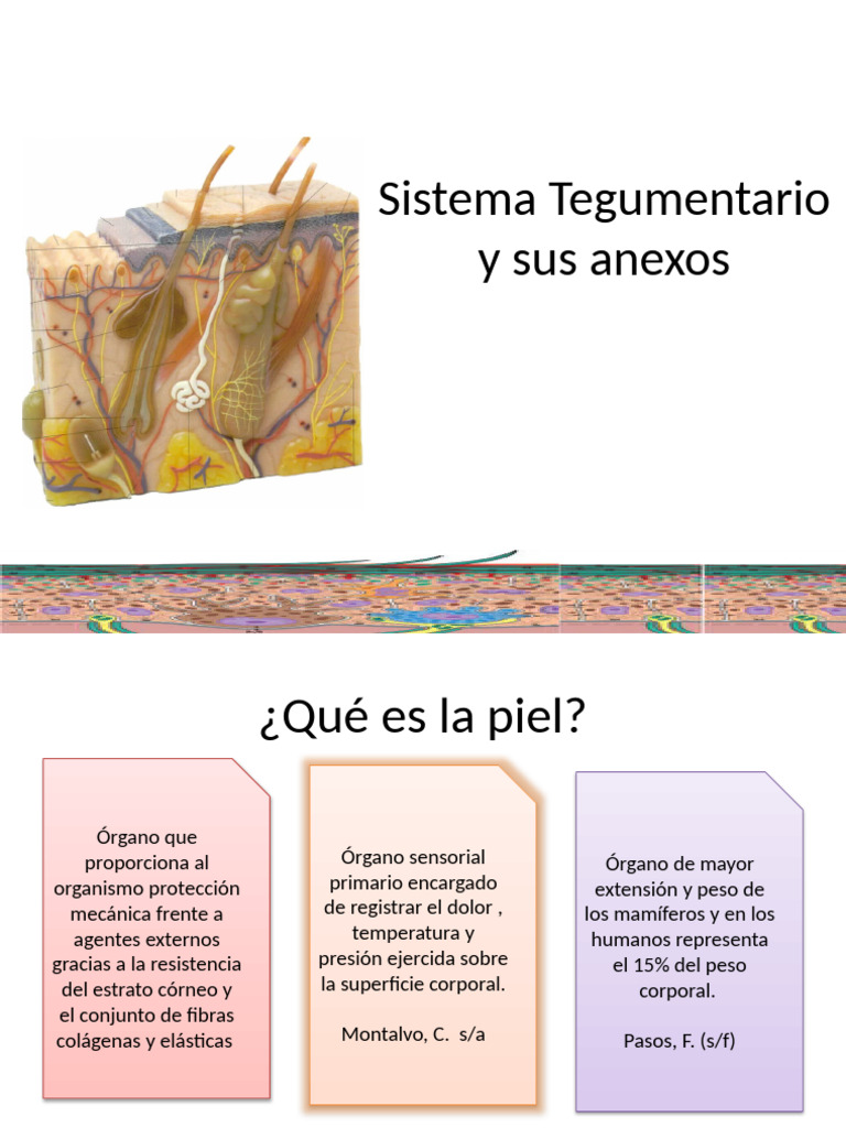 Sistema Tegumentario y sus anexos | PDF | Piel | Sistema tegumentario