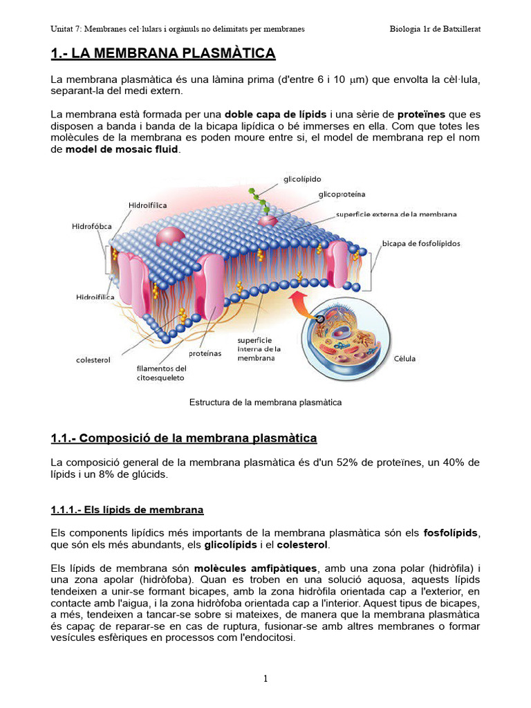 Teoria Unitat 7 - Membranes Cel Lulars | PDF