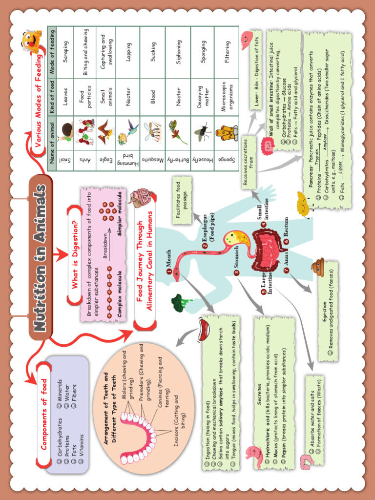 Ch-02 - Nutrition in Animals | PDF | Digestion | Ruminant