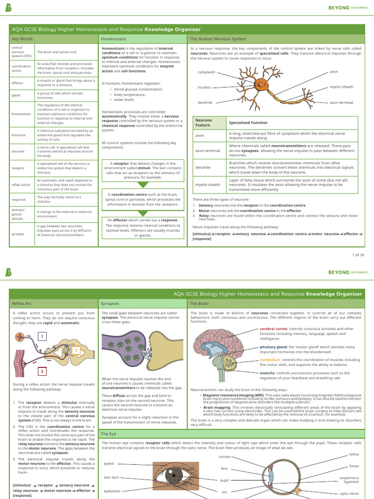 Homeostasis and Response Knowledge Organiser Separate HT | PDF | Neuron | Stimulus (Physiology)