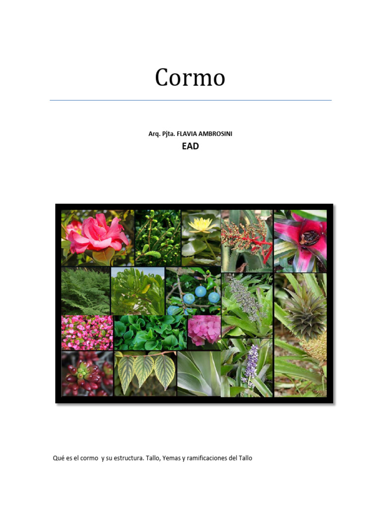 Estructura y Ramificaciones del Cormo | PDF | Tallo de la planta | Hoja