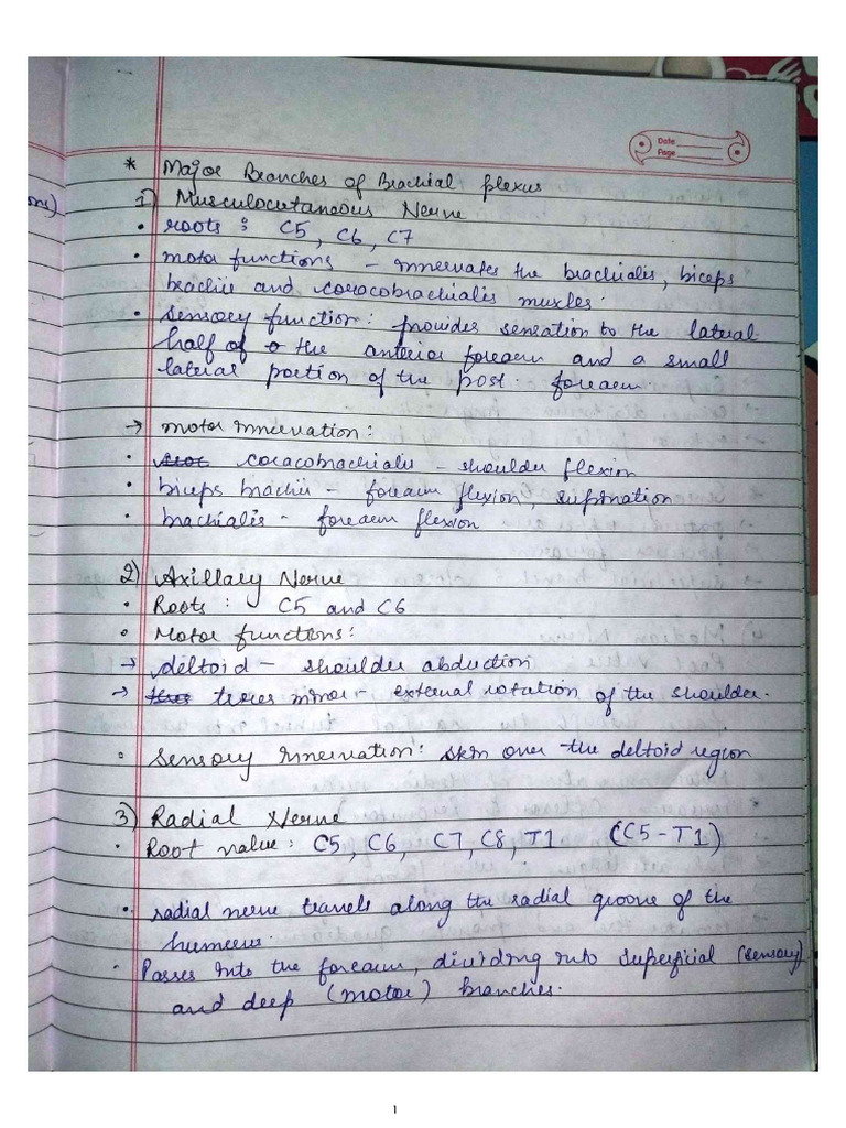 Brachial Plexus | PDF