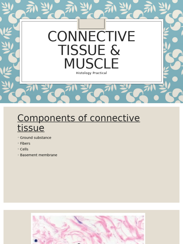 Connective Tissue & Muscle Histology Guide | PDF