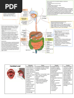 ESÒFAGO (Anatomía, Embriología, Histología y Fisiología) | PDF ...