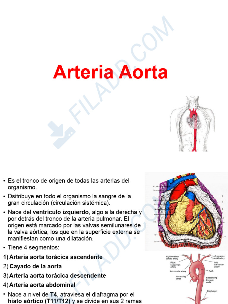 Arteria Aorta | PDF | Aorta | Abdomen