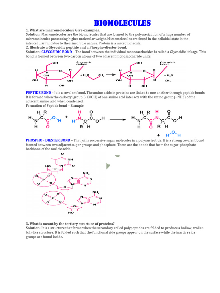 QA - Biomolecules | PDF | Macromolecules | Enzyme