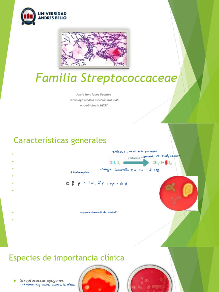Clase 3 Streptococcus y Enterococcus | PDF | Estreptococo | Enfermedades y trastornos humanos