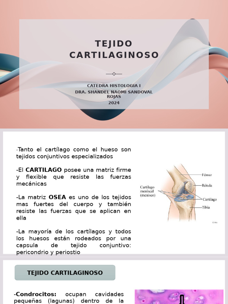 Tejido Cartilagenoso | PDF | Cartílago | La matriz extracelular