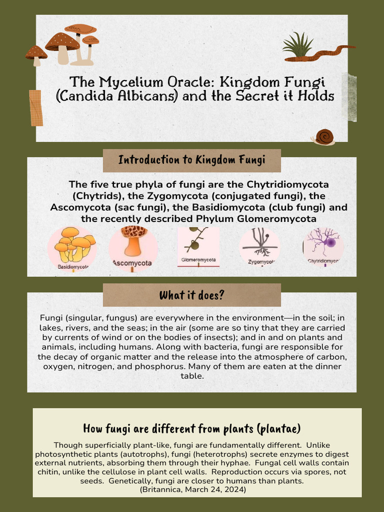 Introduction To Kingdom Fungi 20250326 032704 0000 | PDF | Fungus ...
