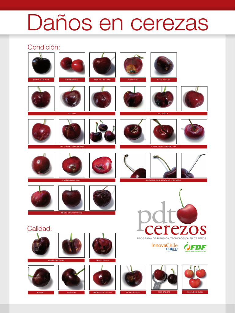 Danos_en_cerezas_PRE_CALIBRE_PARTIDURA_L | PDF