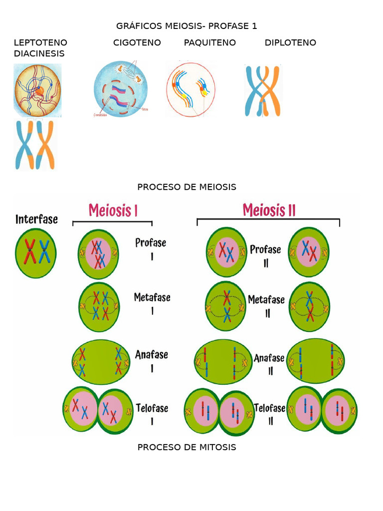 Gráfico de la Profase 1 en Meiosis | PDF