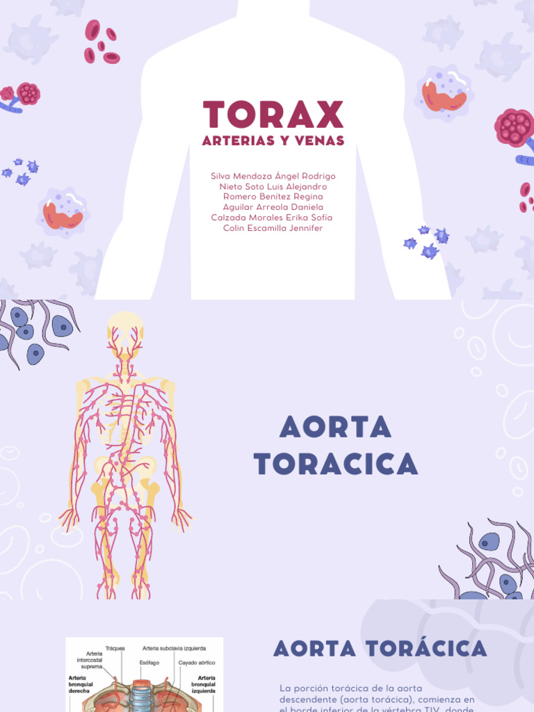 Expo de Art y V de Tórax | PDF | Aorta | Tórax