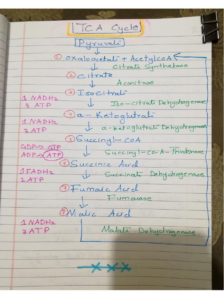 GIT Biochemistry Notes | PDF