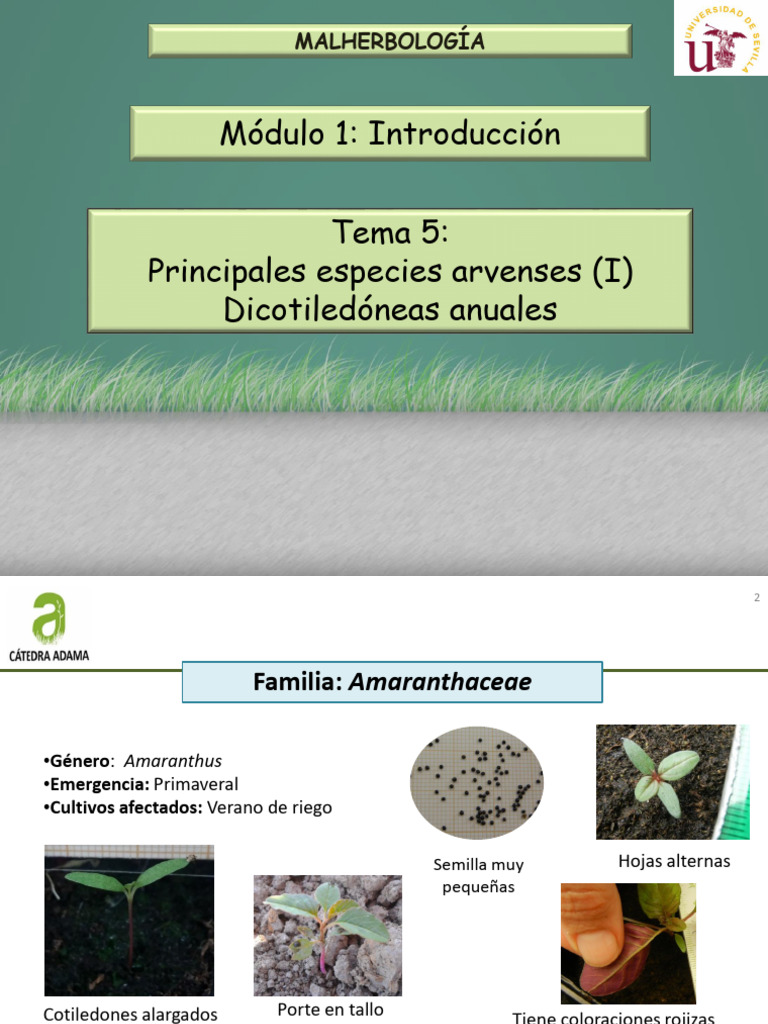 T5 Dico Amarantaceae | PDF | Hoja | Plantas