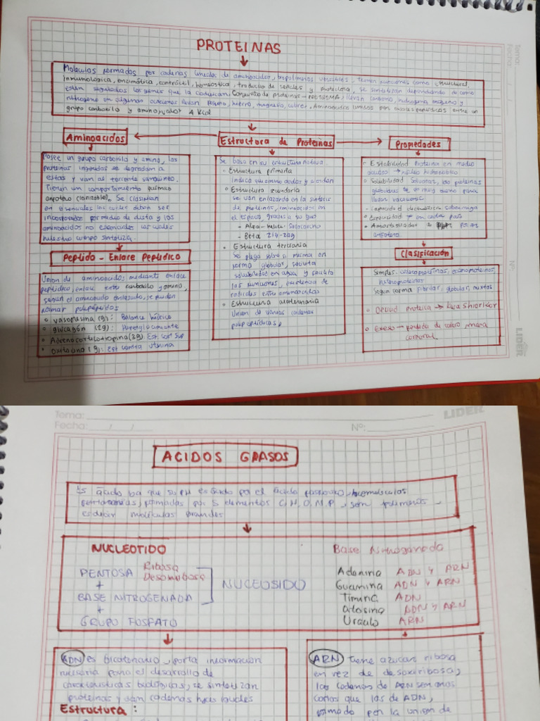 Mapas Mentales y Tareas | PDF