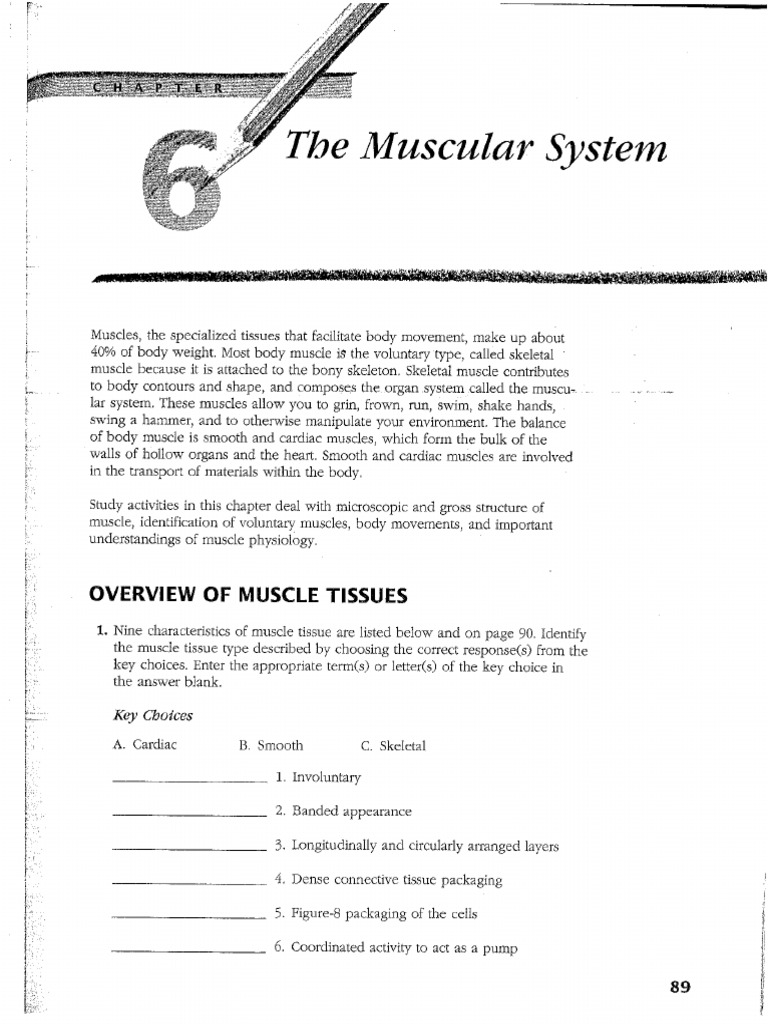 Muscle system packet | PDF