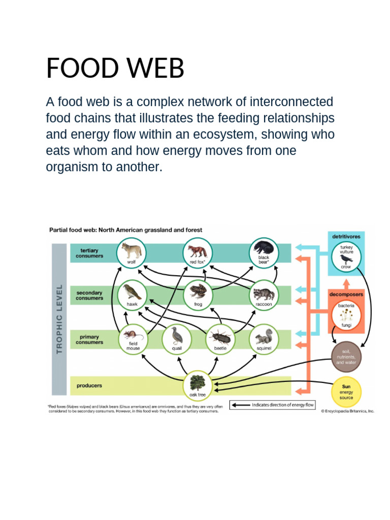 FOOD WEB | PDF