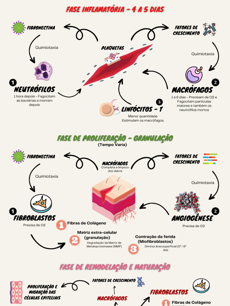 Quimiotaxia e Cicatrização Celular | PDF | Morfologia (Biologia) | Biologia