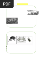 Ejemplos de Movimiento Ameboide | PDF | Músculo esquelético | Biología ...