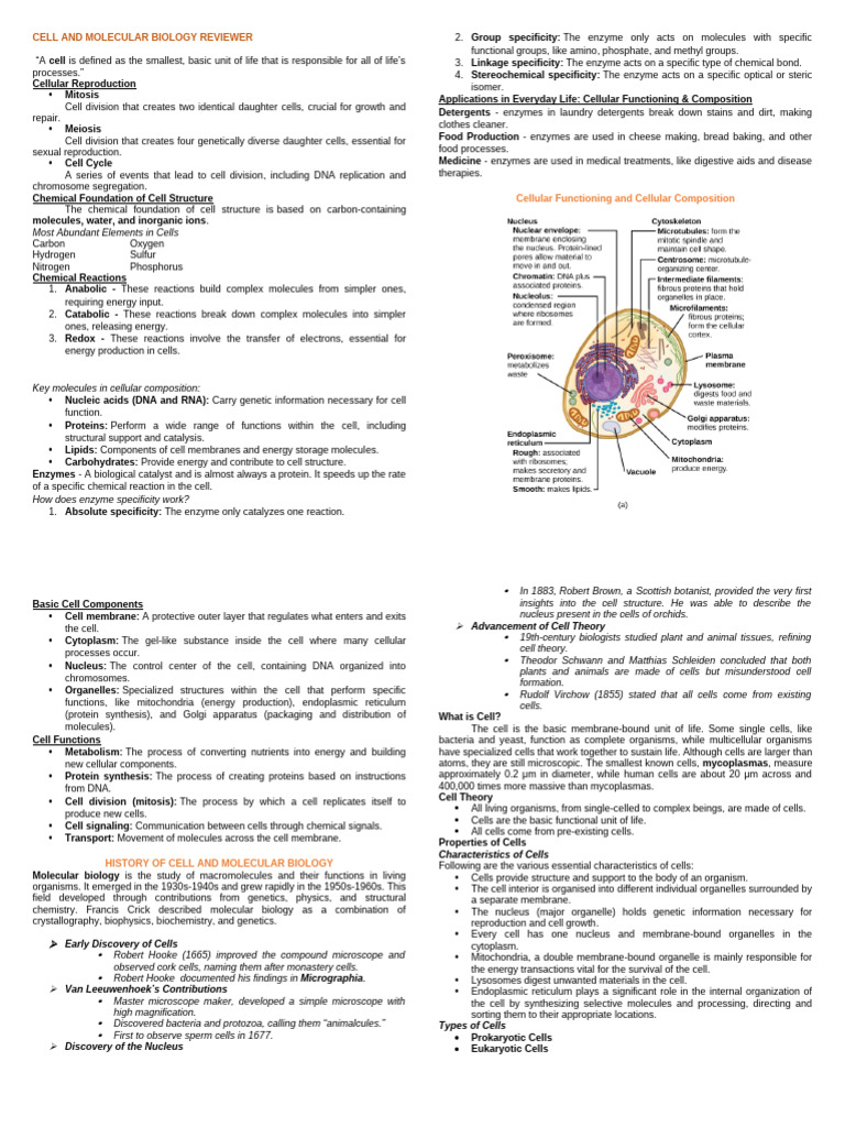 Cell and Molecular Biology Reviewer | PDF | Mitosis | Cell (Biology)