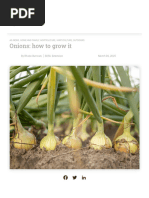 Bulb Crops Presentation | PDF | Onion | Garlic