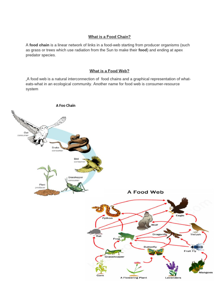 Understanding Food Chains and Webs | PDF