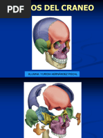 Vistas Del Cráneo | PDF
