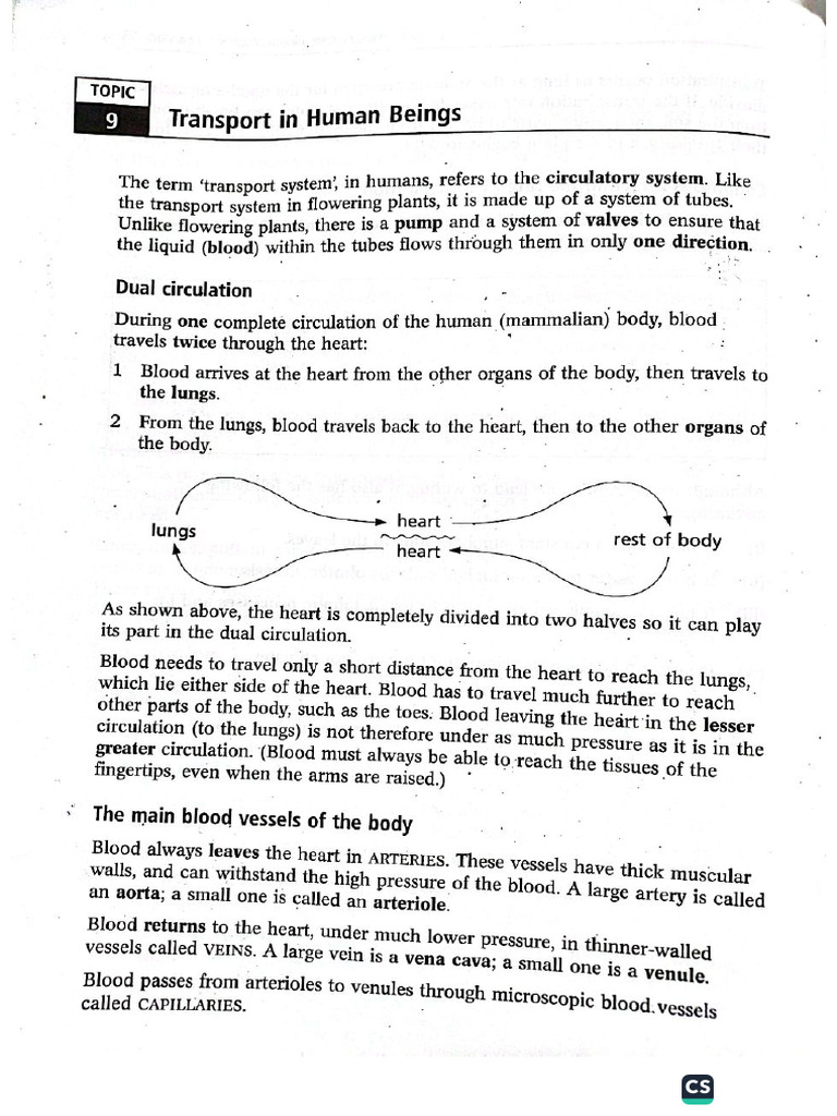 Transport System in Animals | PDF
