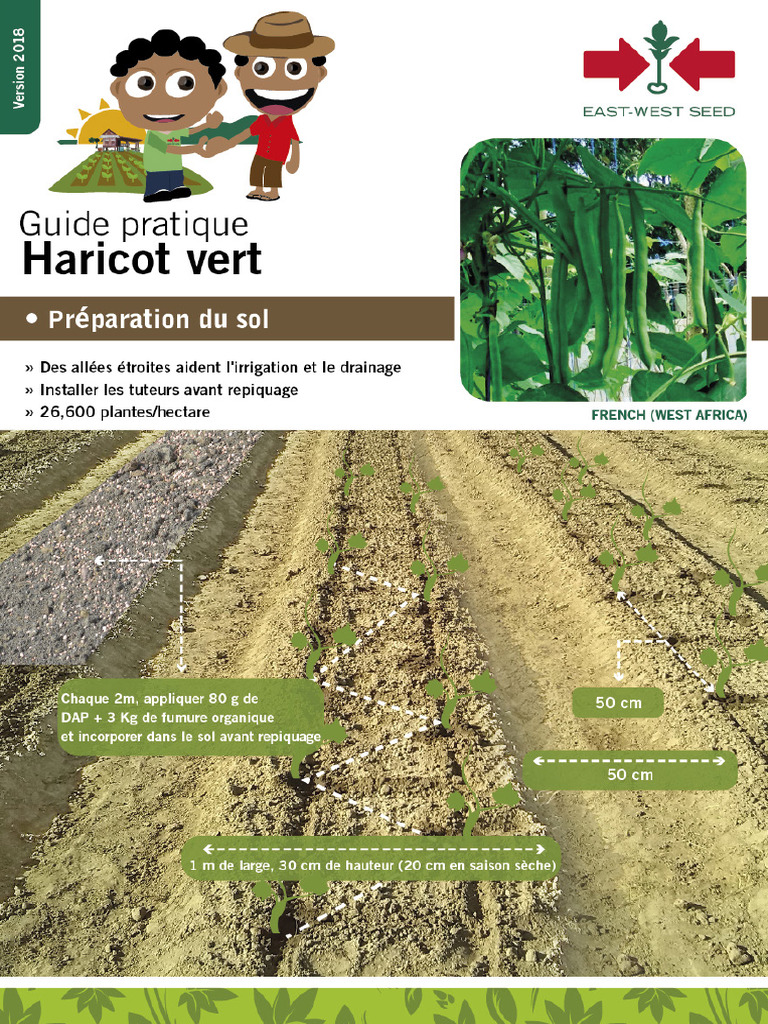Haricot Vert | PDF