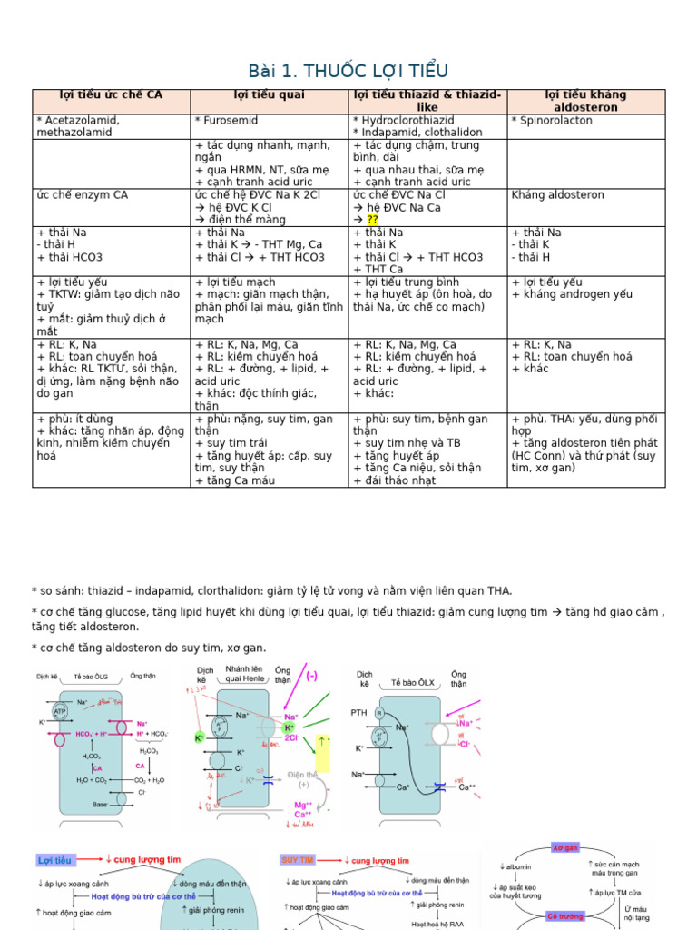 Đề Cương DL2 | PDF
