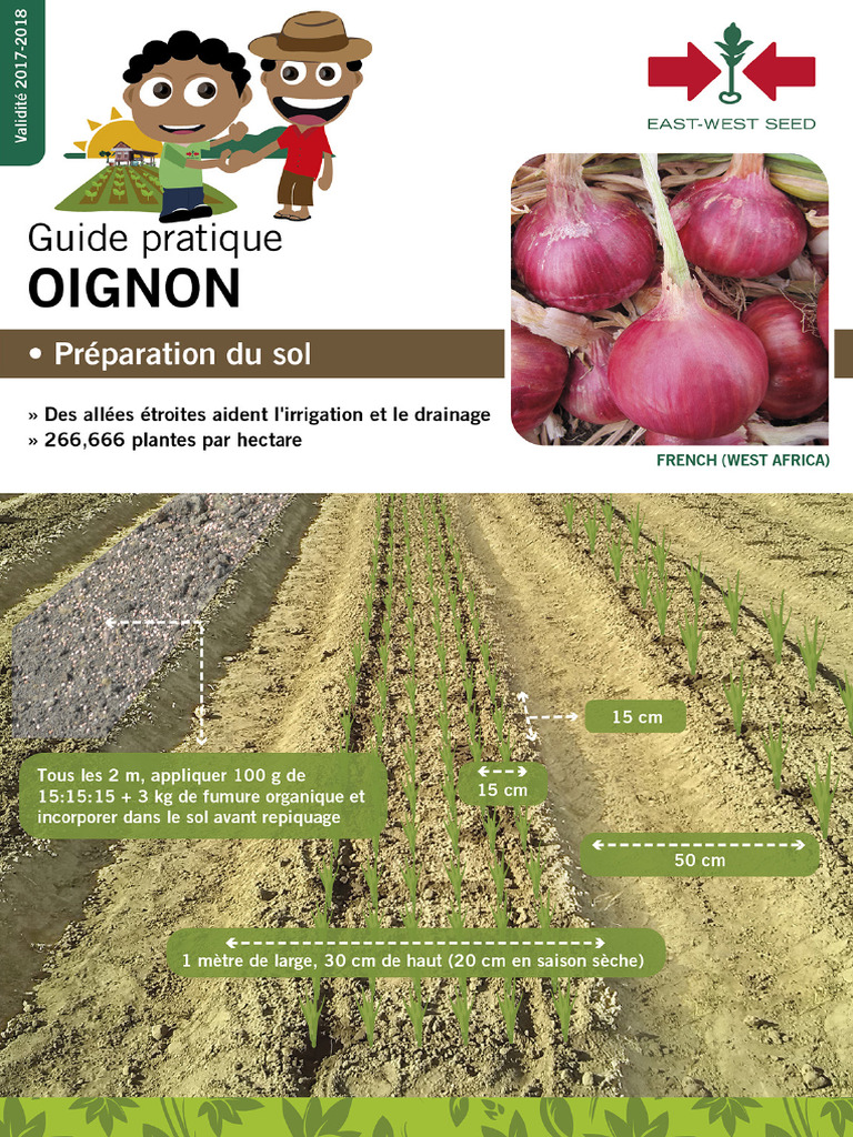 Oignon | PDF