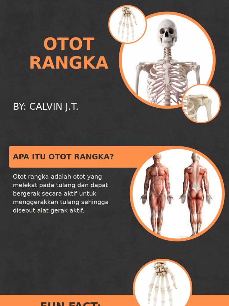 Otot Rangka | PDF