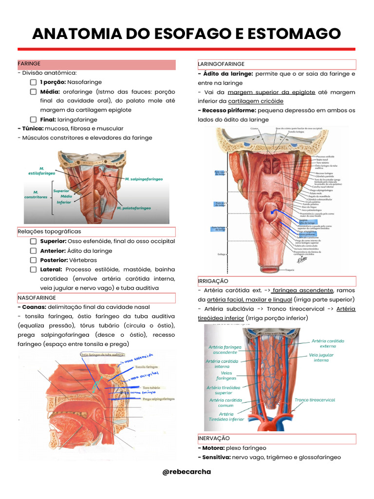 Anatomia esôfago e estomago | PDF | Estômago | Laringe