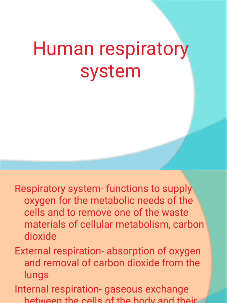 Human Respiratory System | PDF | Lung | Respiratory Tract