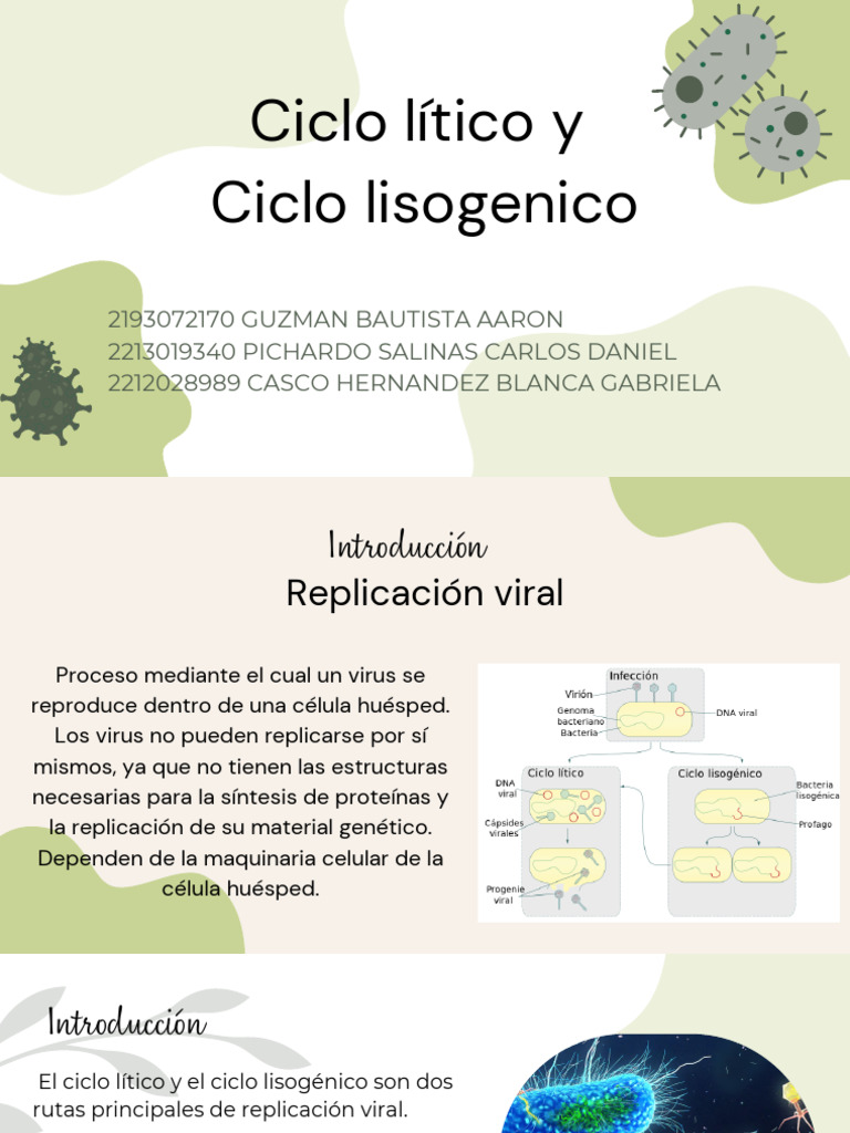 Ciclo Lítico y Lisogenico de Los Virus | PDF | Bacteriófago | Virus