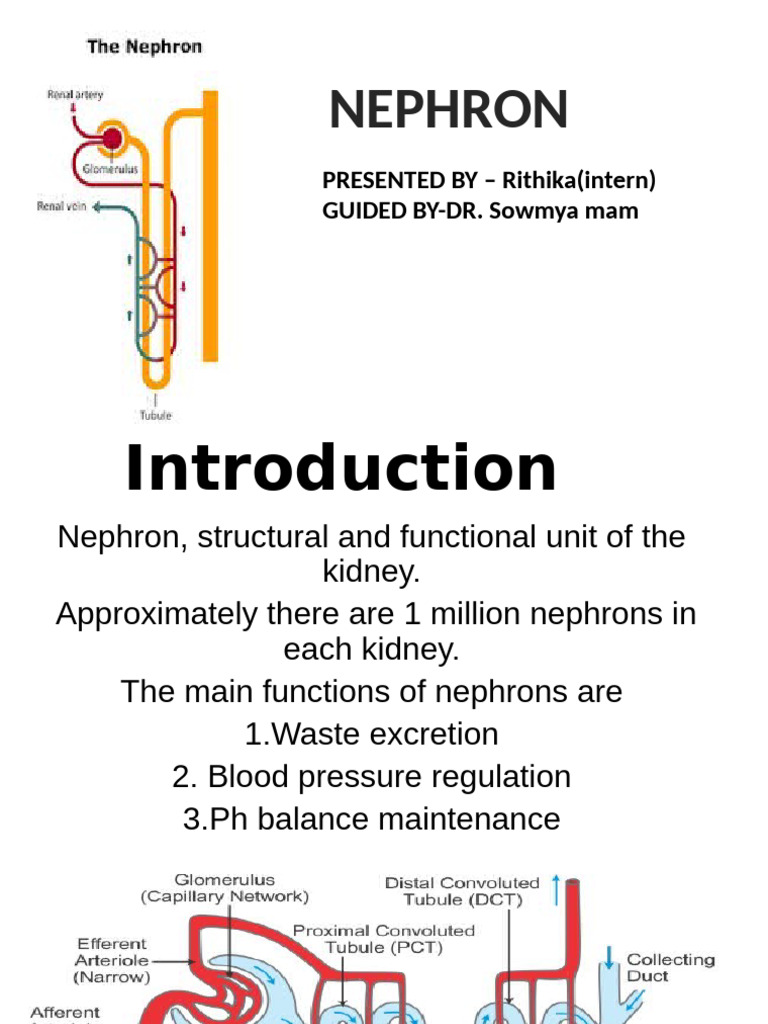 Nephron | PDF | Kidney | Abdomen