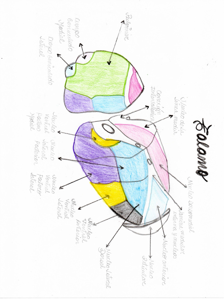 Dibujo Talamo | PDF