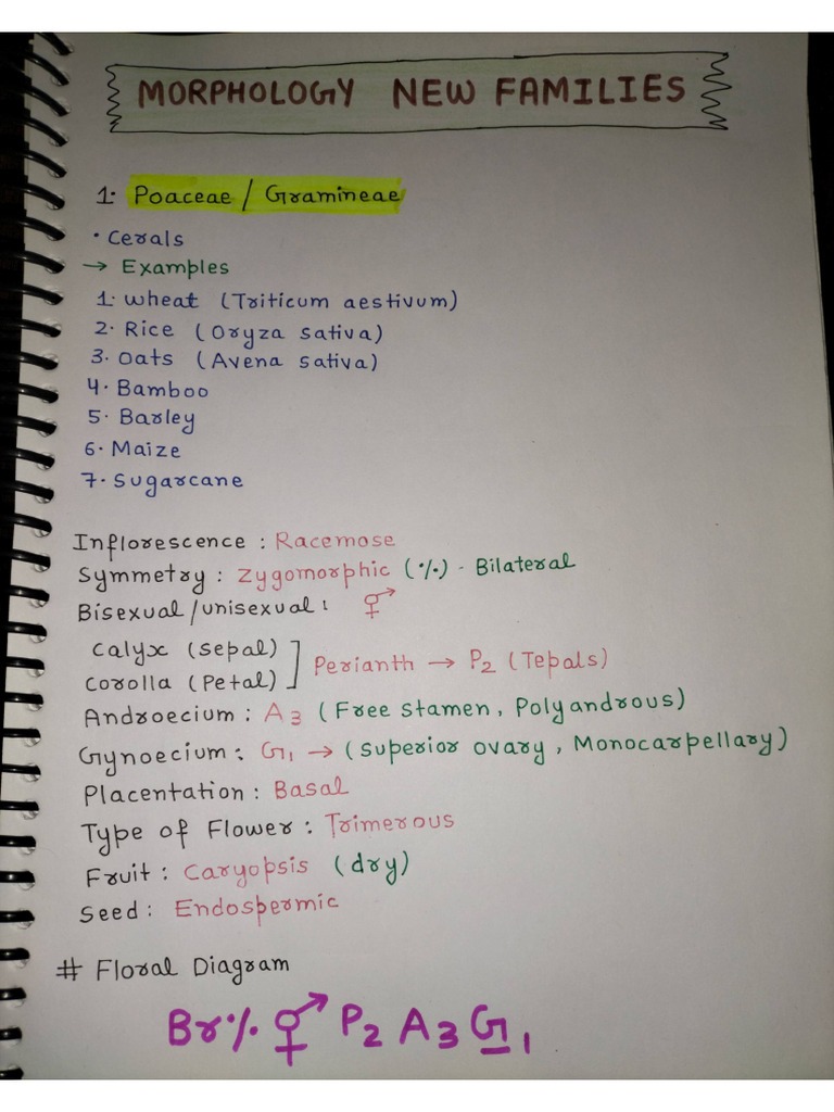 Notes New Families Morphology | PDF