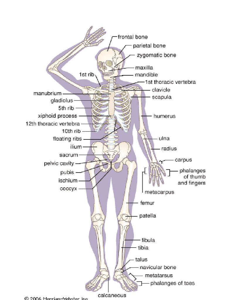 Organ System | PDF