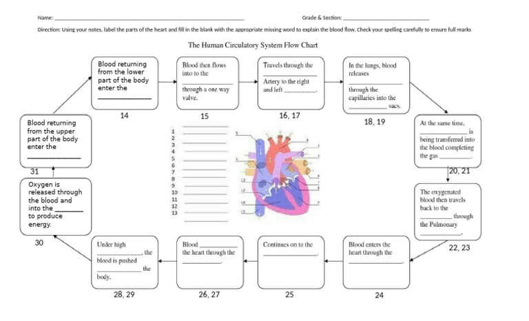 Activity 5 Blood Flow in The Heart | PDF