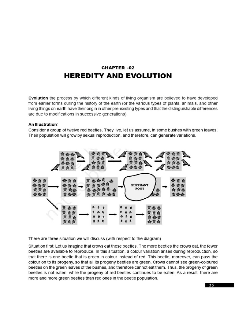 Heredity & Evolution (Class Note) | PDF | Evolution | Abiogenesis