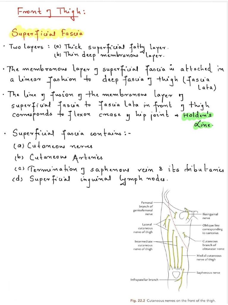 Thigh Region | PDF