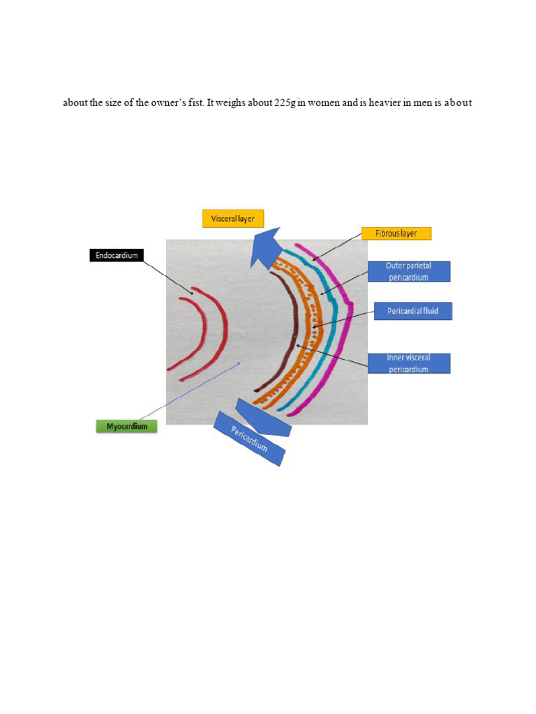 Anatomy of Heart Proper | PDF | Heart | Atrium (Heart)