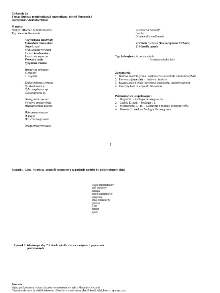 ĆW 2a Hip 2024 | PDF