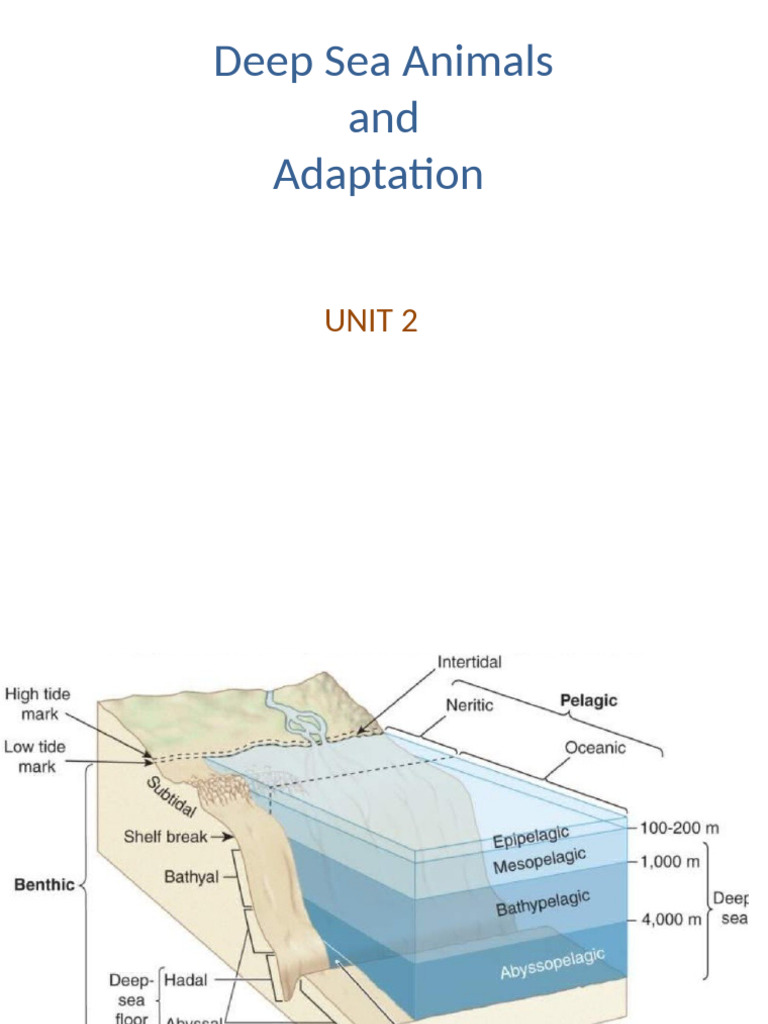Deep Sea Animals and Adaptations | PDF