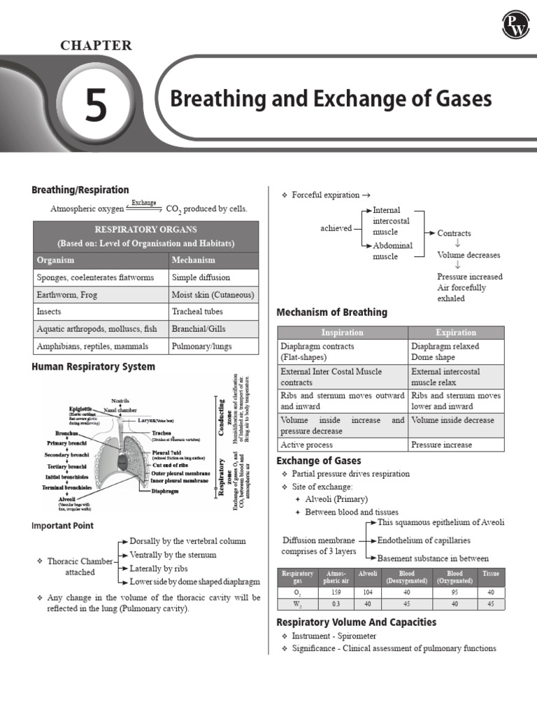 Breathing And Gas Exchange Overview Pdf Respiratory System Exhalation